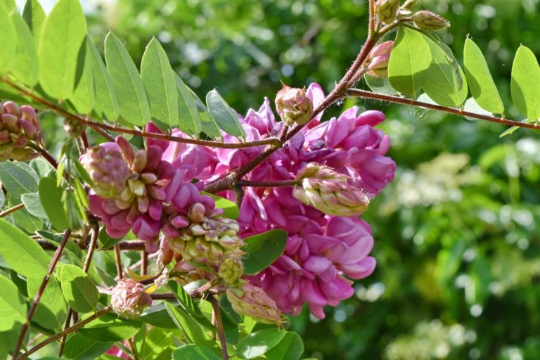 Akacja kwiat - Magiakart.pl